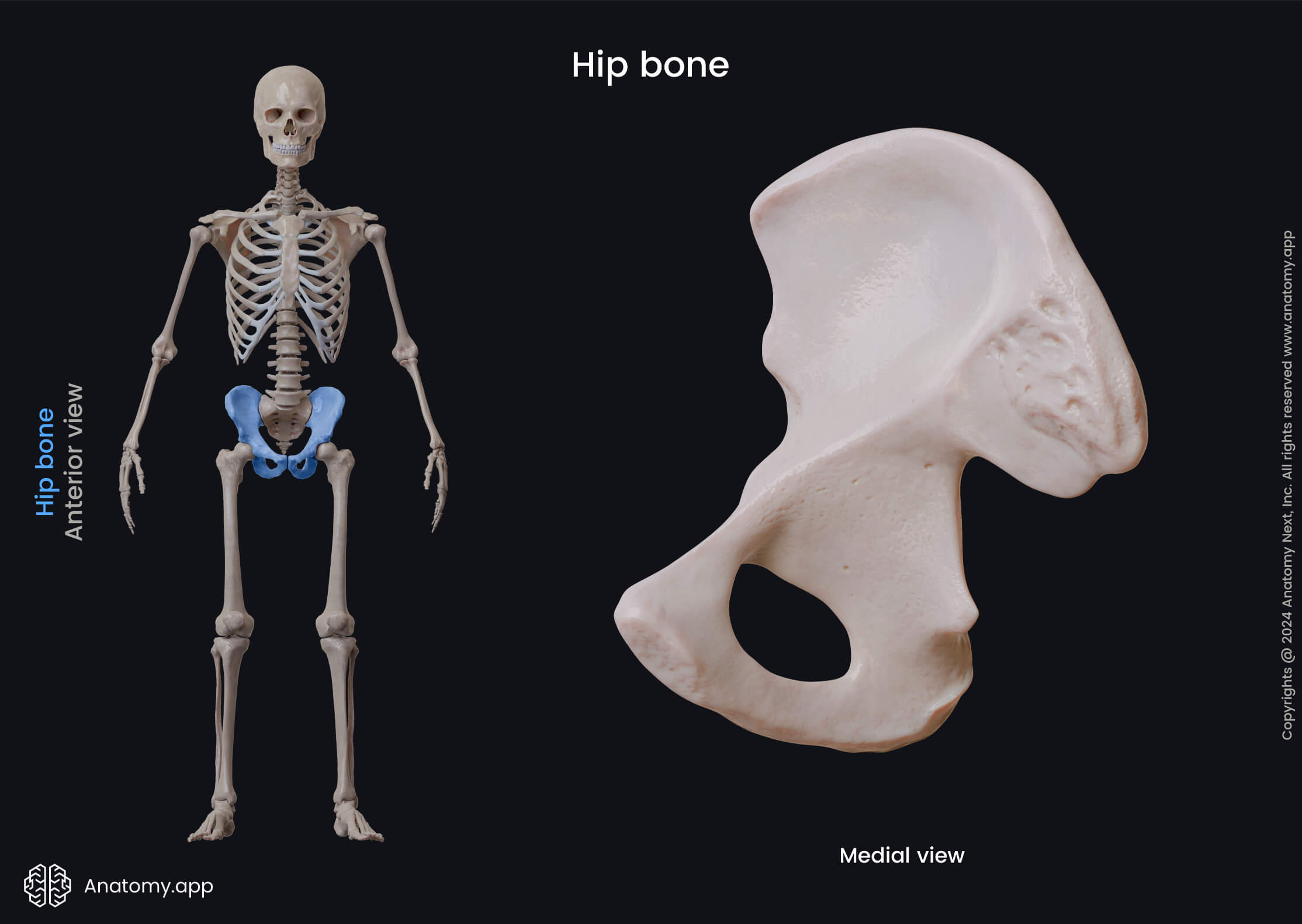 Hip bone | Encyclopedia | Anatomy.app | Learn anatomy | 3D models ...