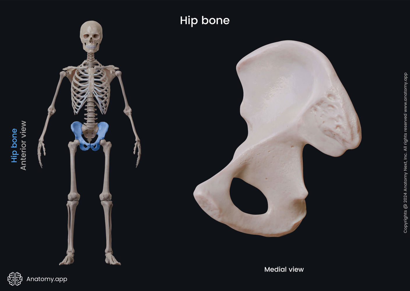 Hip bone | Anatomy.app