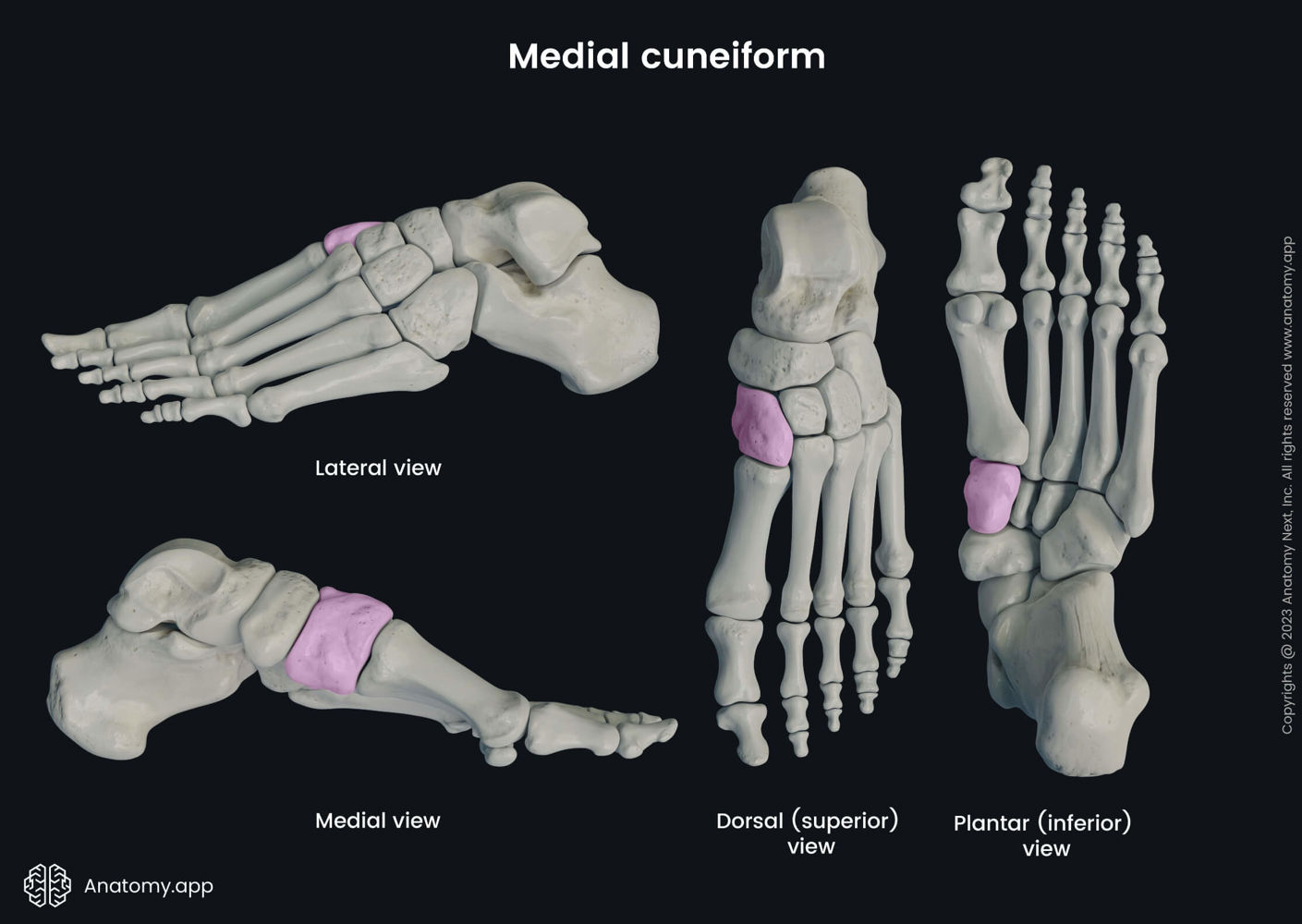 Medial cuneiform | Anatomy.app