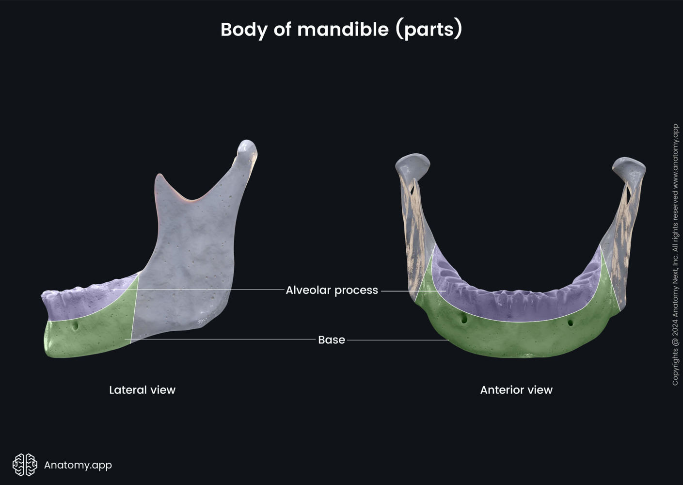 Parts of mandibular body | Media Library | Anatomy.app | Learn anatomy ...