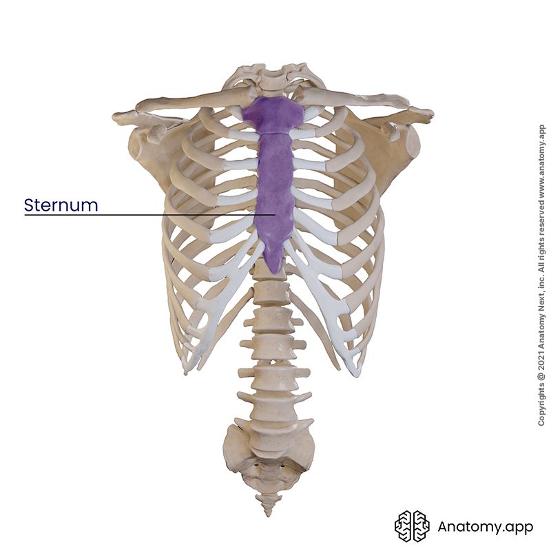 Sternum | Anatomy.app