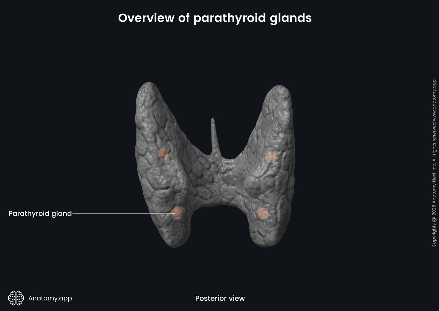 Overview of parathyroid glands | Anatomy.app