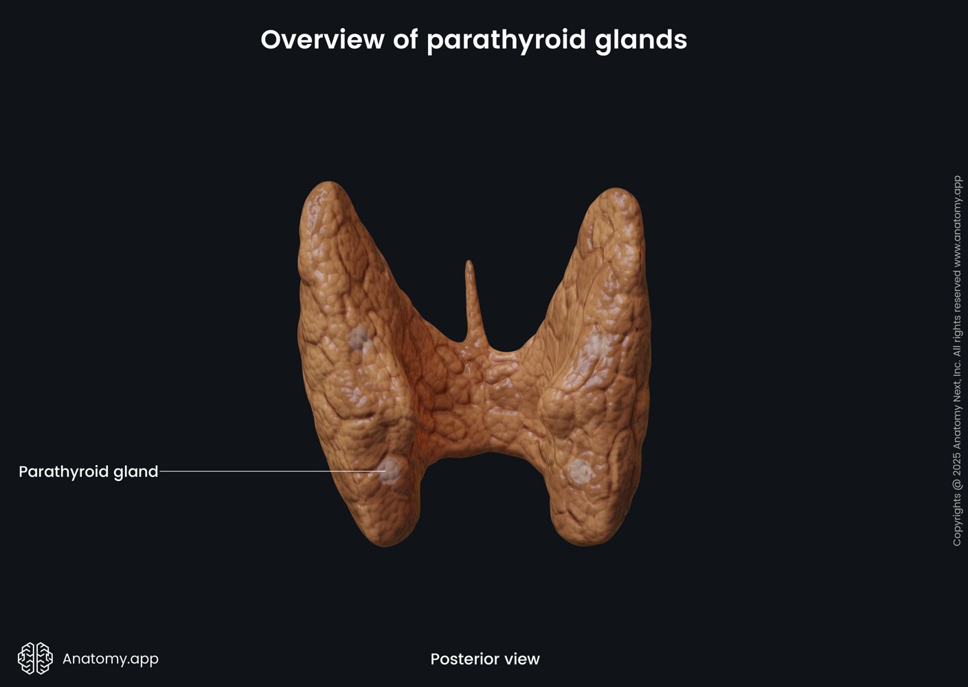 Overview of parathyroid glands | Anatomy.app