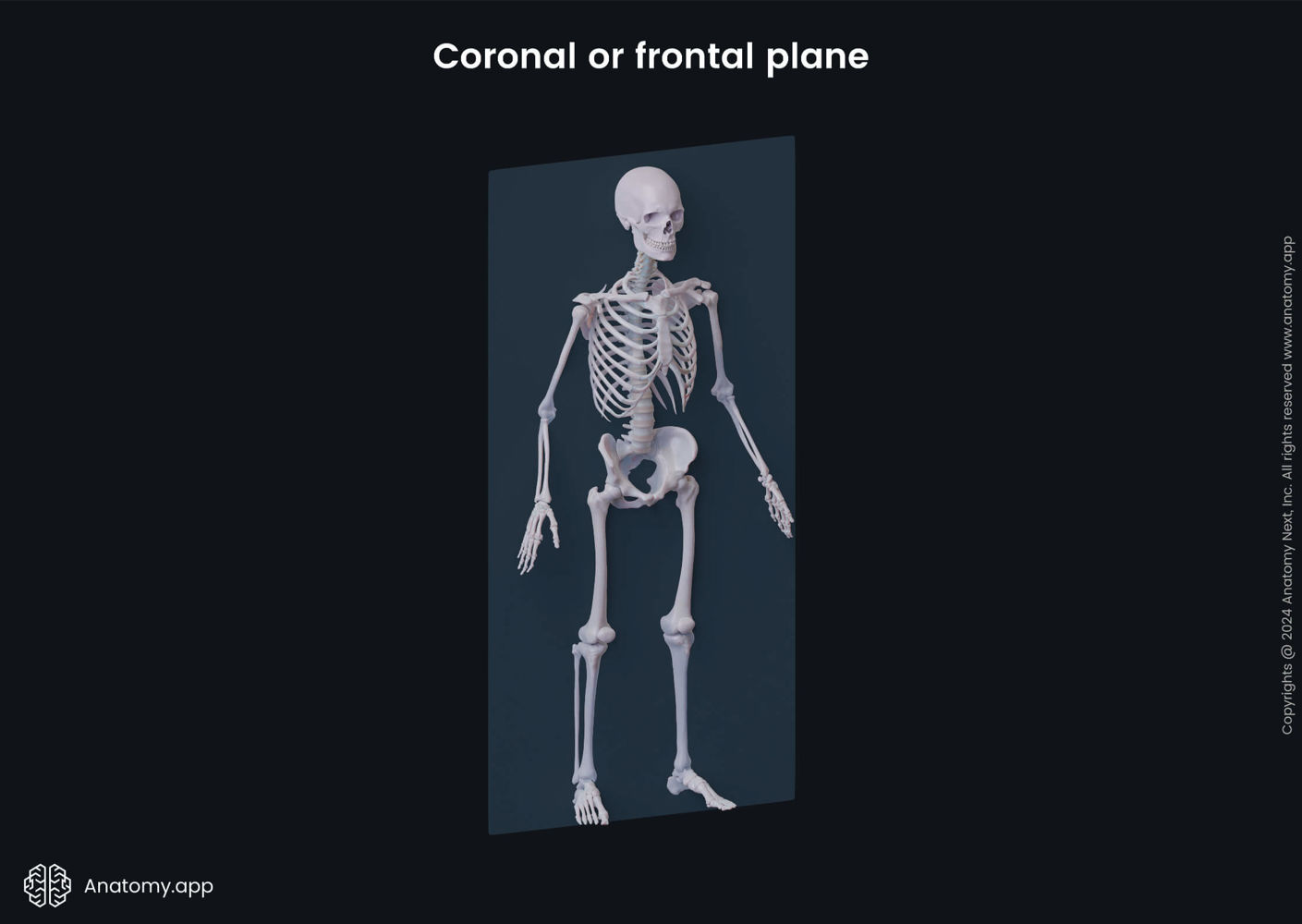 Coronal or frontal plane | Anatomy.app