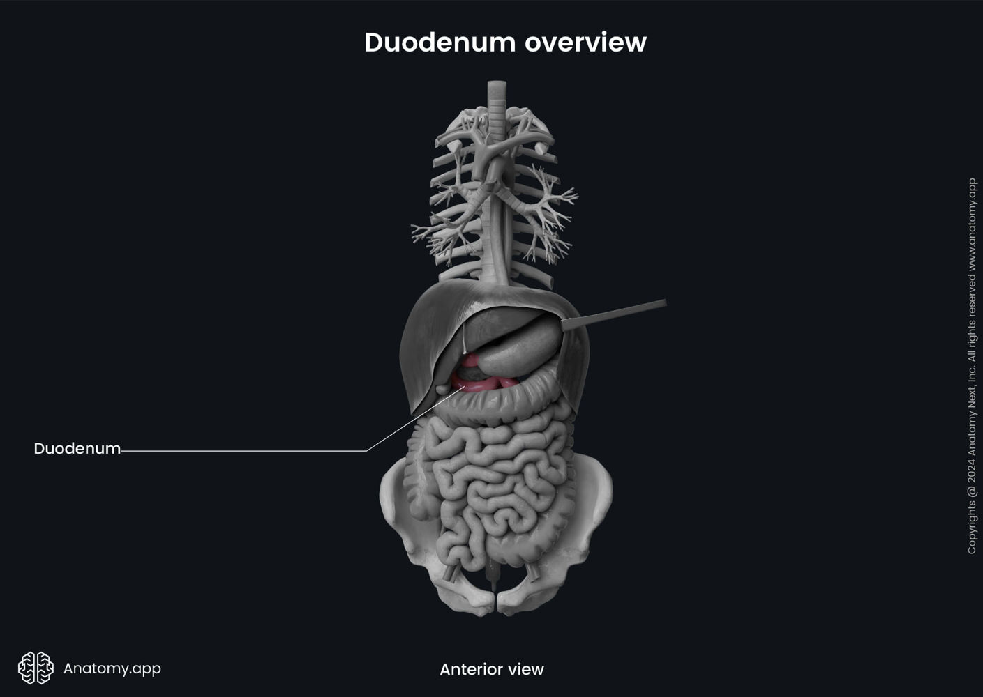 Duodenum overview | Anatomy.app