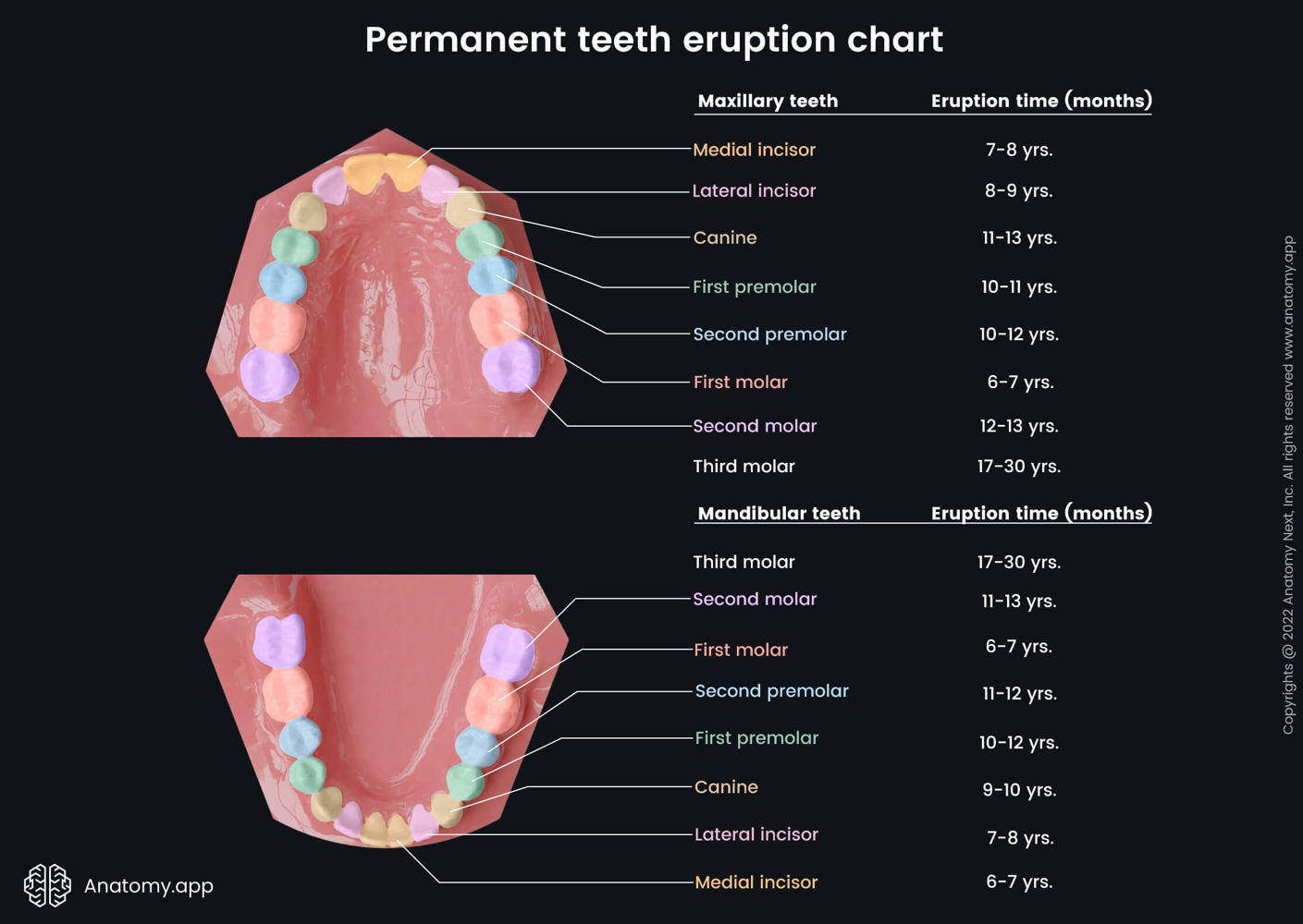 Permanent teeth eruption times | Anatomy.app