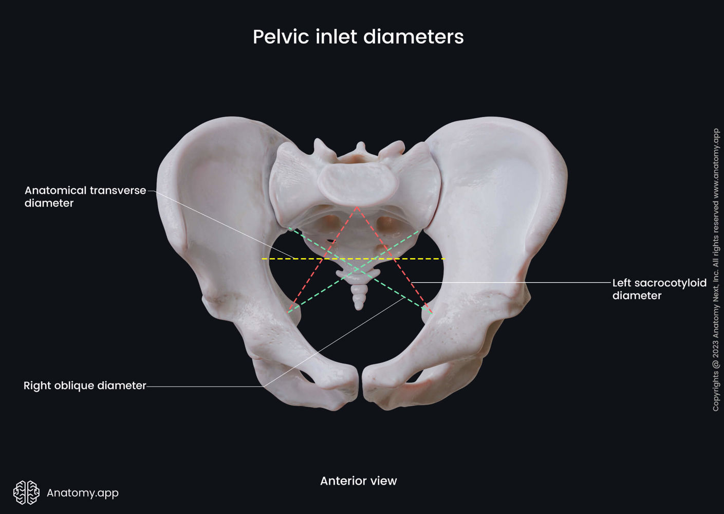 Pelvic inlet diameters (anterior view) | Anatomy.app