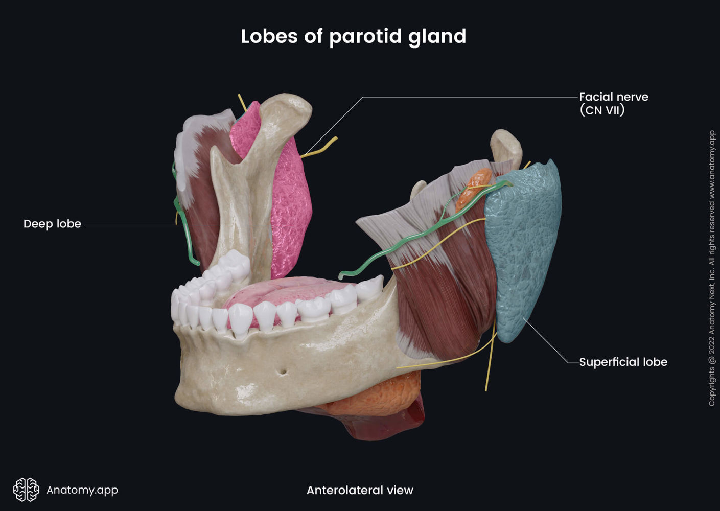 Lobes of parotid gland | Anatomy.app