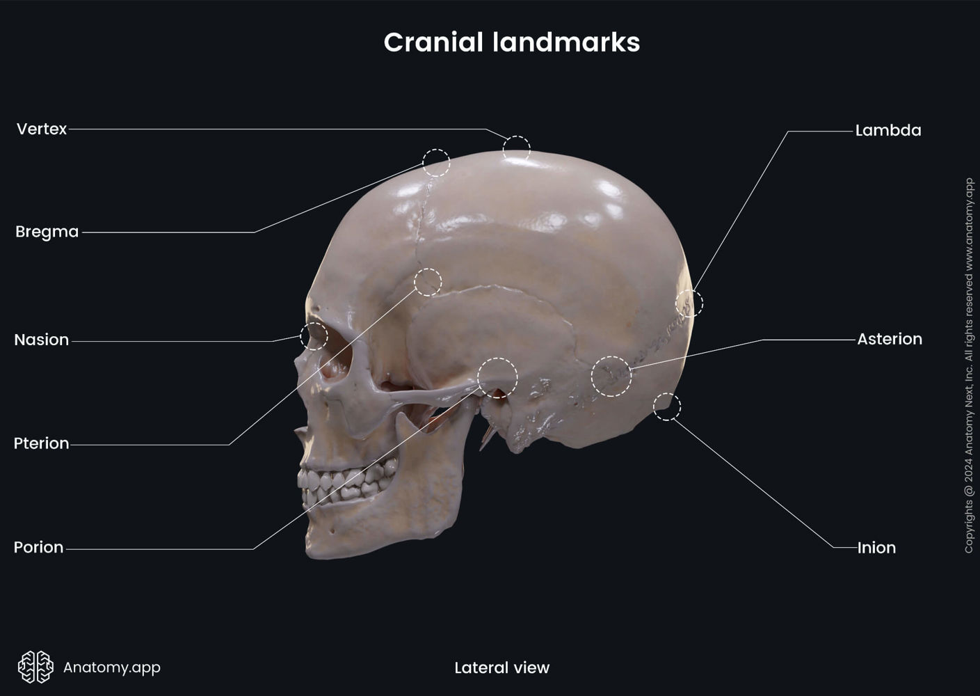 Cranial landmarks (lateral view) | Anatomy.app