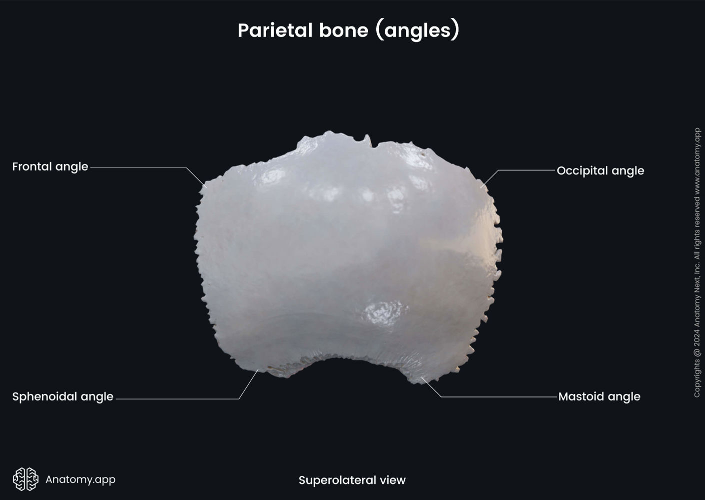 Angles of parietal bone (superolateral view) | Anatomy.app