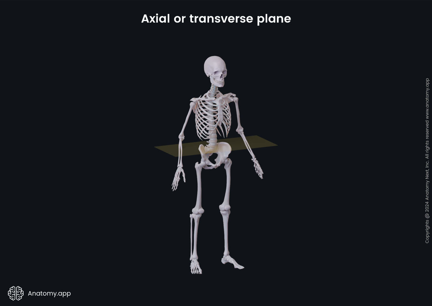 Axial or transverse plane | Anatomy.app