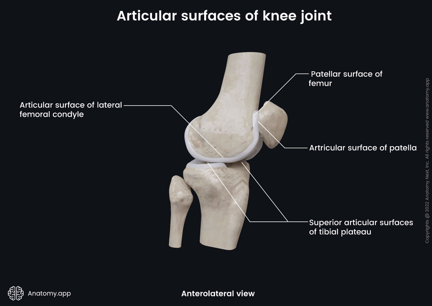 Articular surfaces of knee joint (anterolateral view) | Anatomy.app