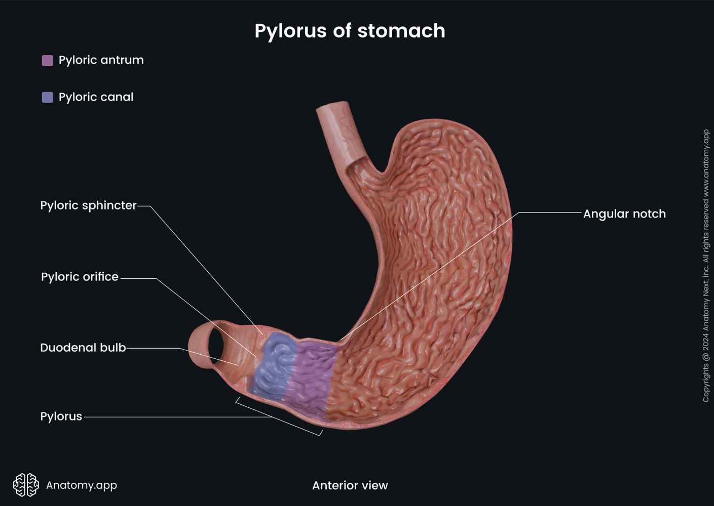 Pylorus of stomach | Anatomy.app