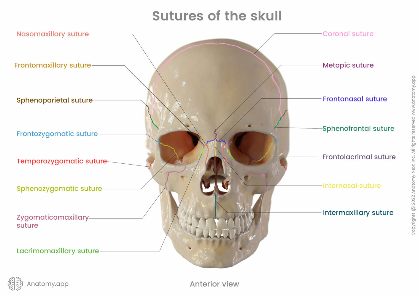 Sutures of skull (anterior view) | Anatomy.app
