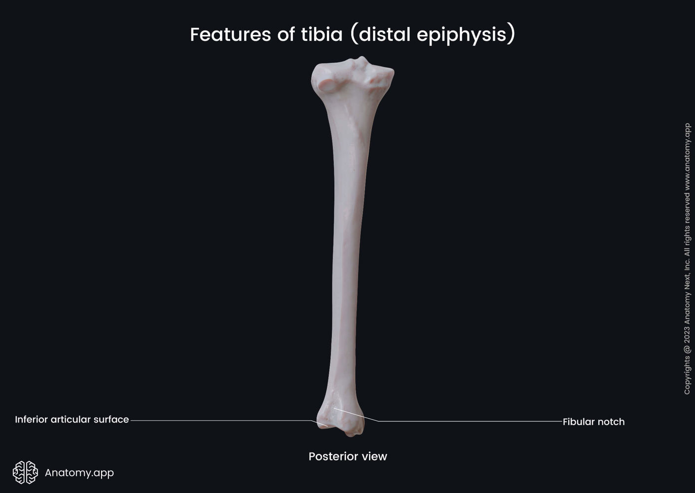 Features of tibia (distal epiphysis) | Anatomy.app