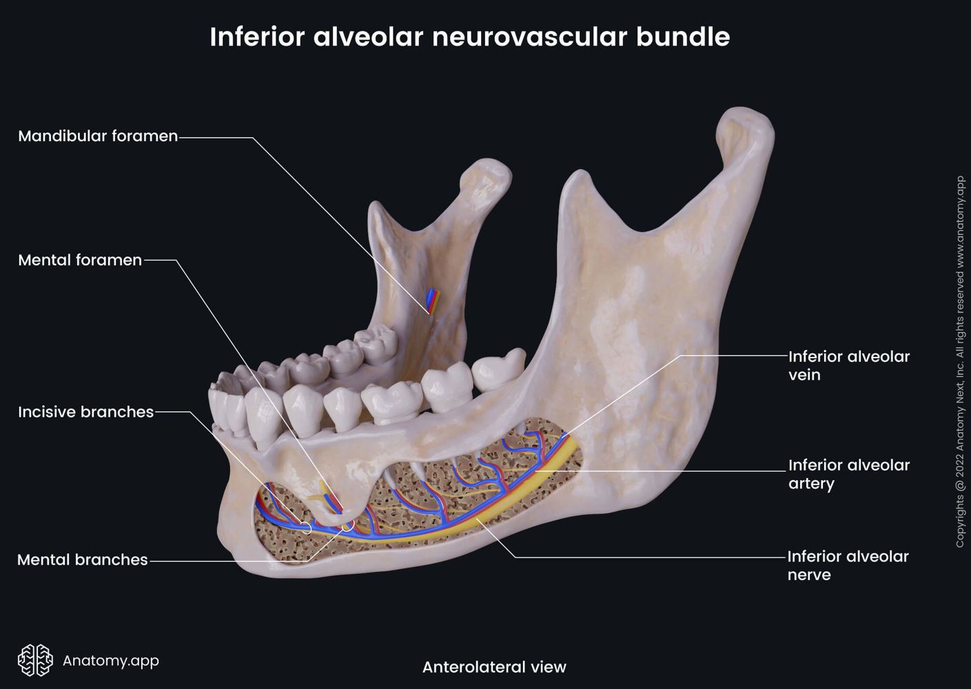 Inferior alveolar neurovascular bundle | Anatomy.app