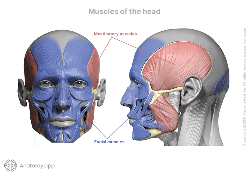 Head muscles | Encyclopedia | Anatomy.app | Learn anatomy | 3D models ...