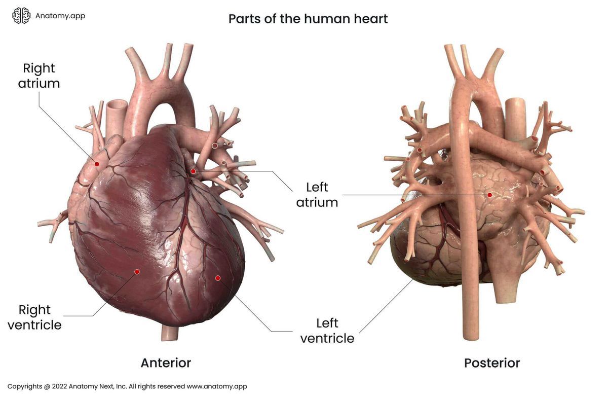 Heart parts | Anatomy.app