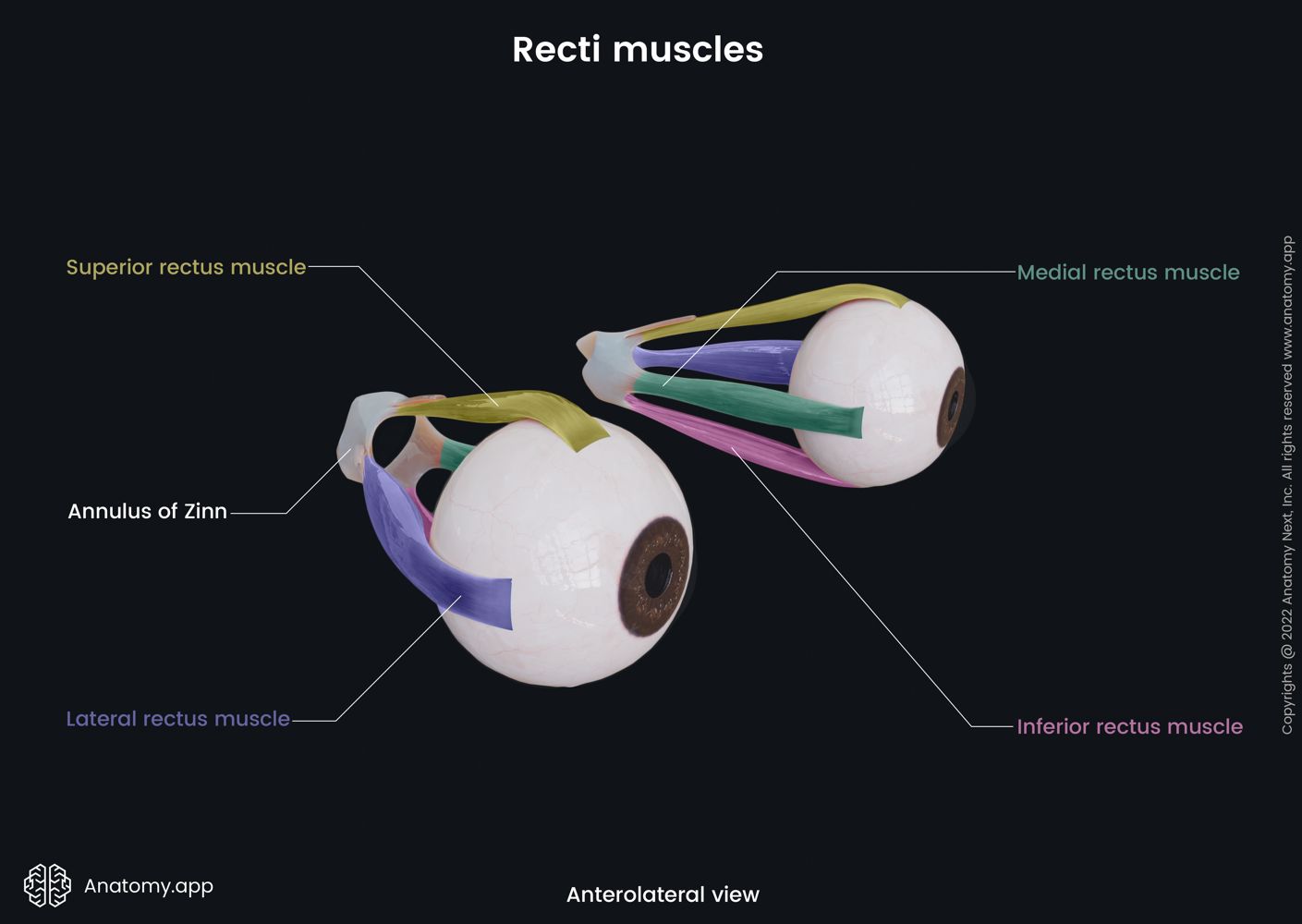 Recti muscles | Anatomy.app