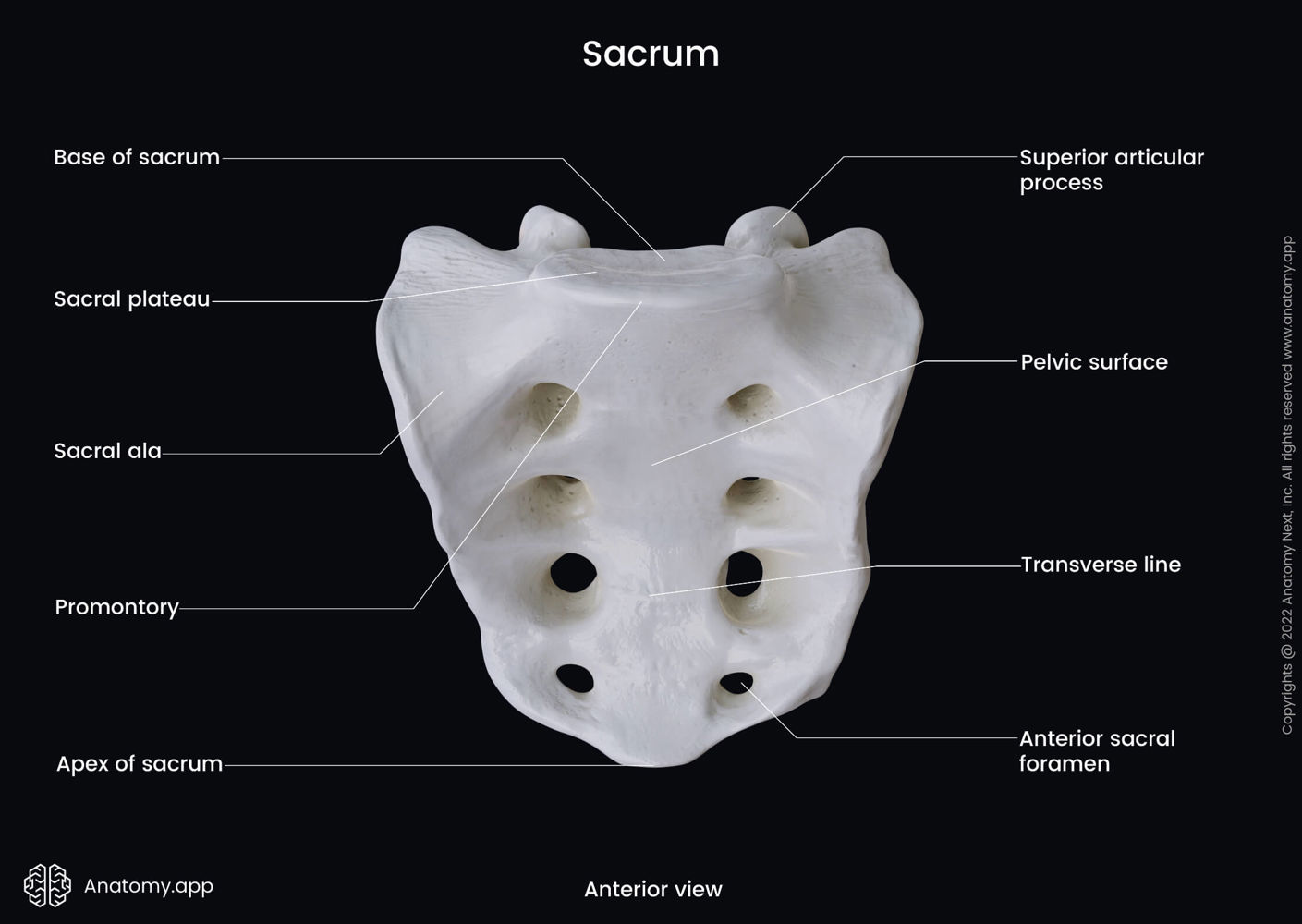 Sacrum (anterior view) | Anatomy.app