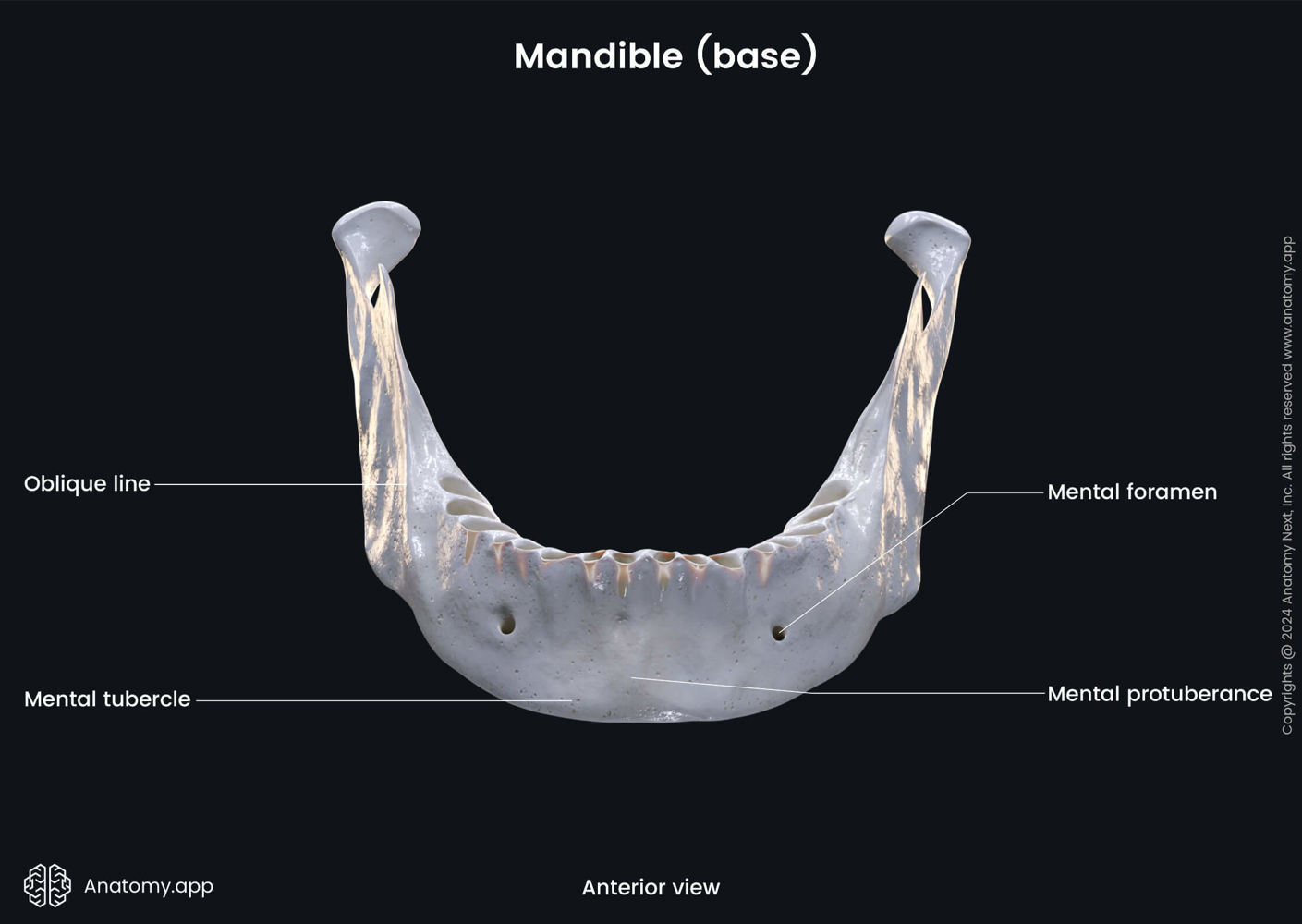 Base of mandible (anterior view) | Anatomy.app