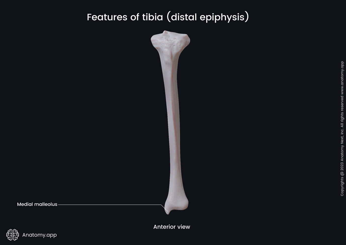 Features of tibia (distal epiphysis) | Anatomy.app