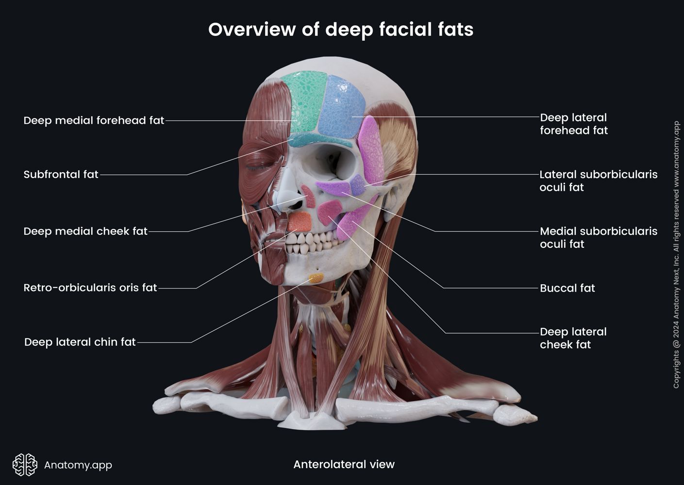 Overview of deep facial fats | Anatomy.app