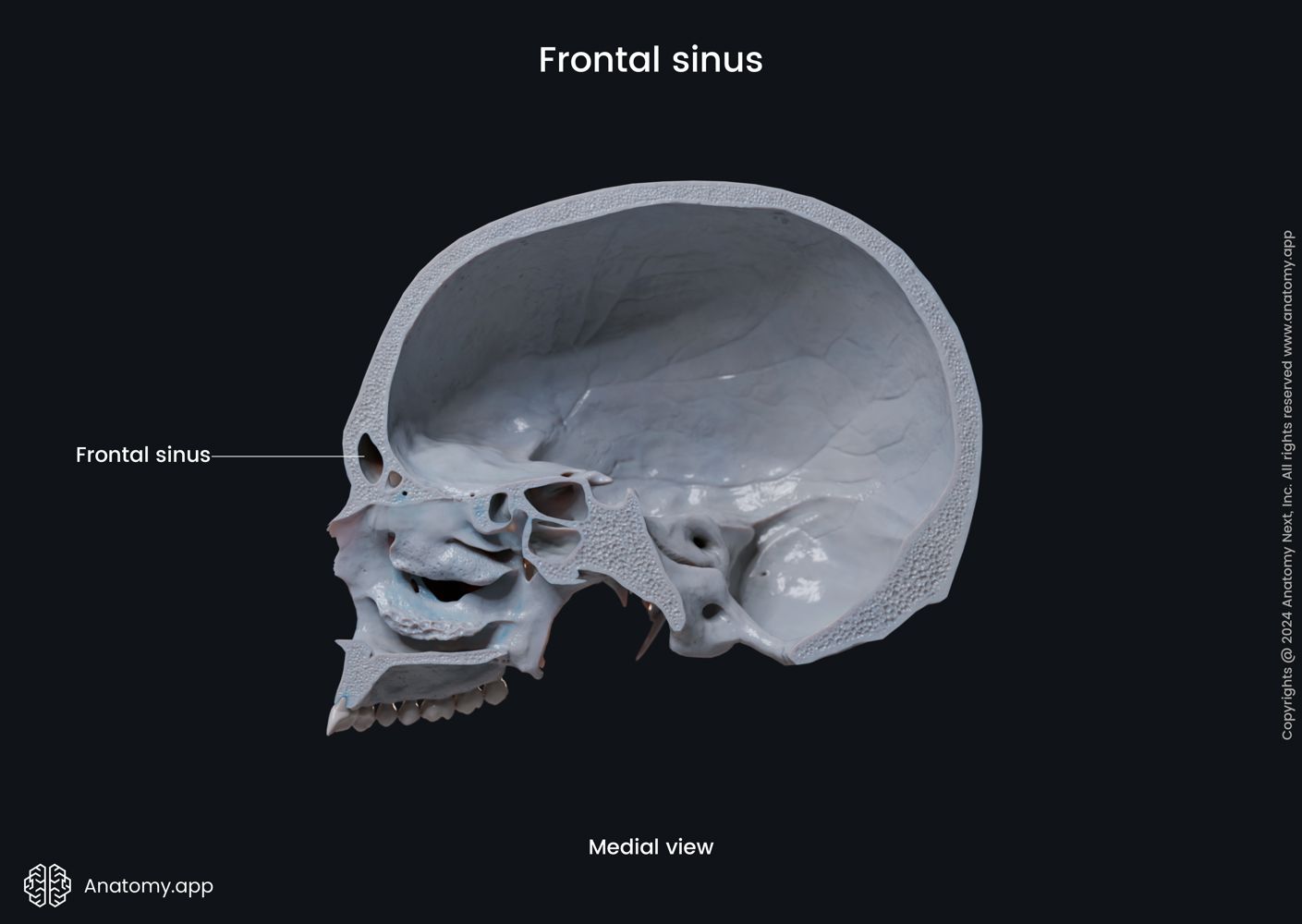 Frontal sinus | Anatomy.app