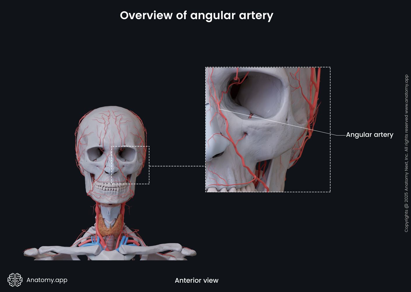 Overview of angular artery | Anatomy.app
