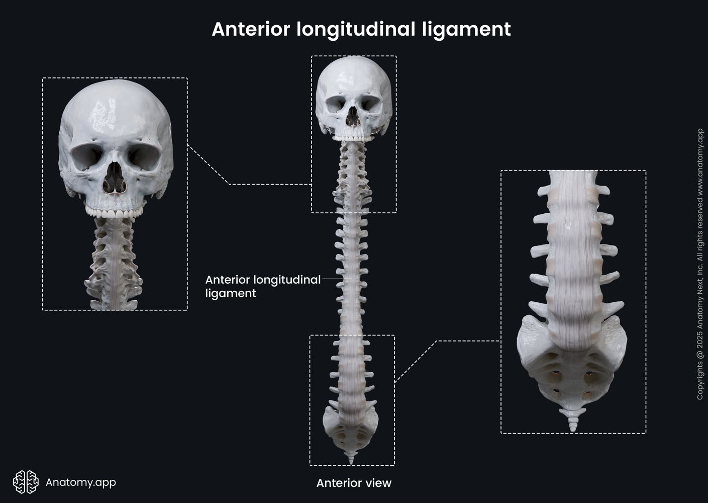 Anterior longitudinal ligament | Anatomy.app