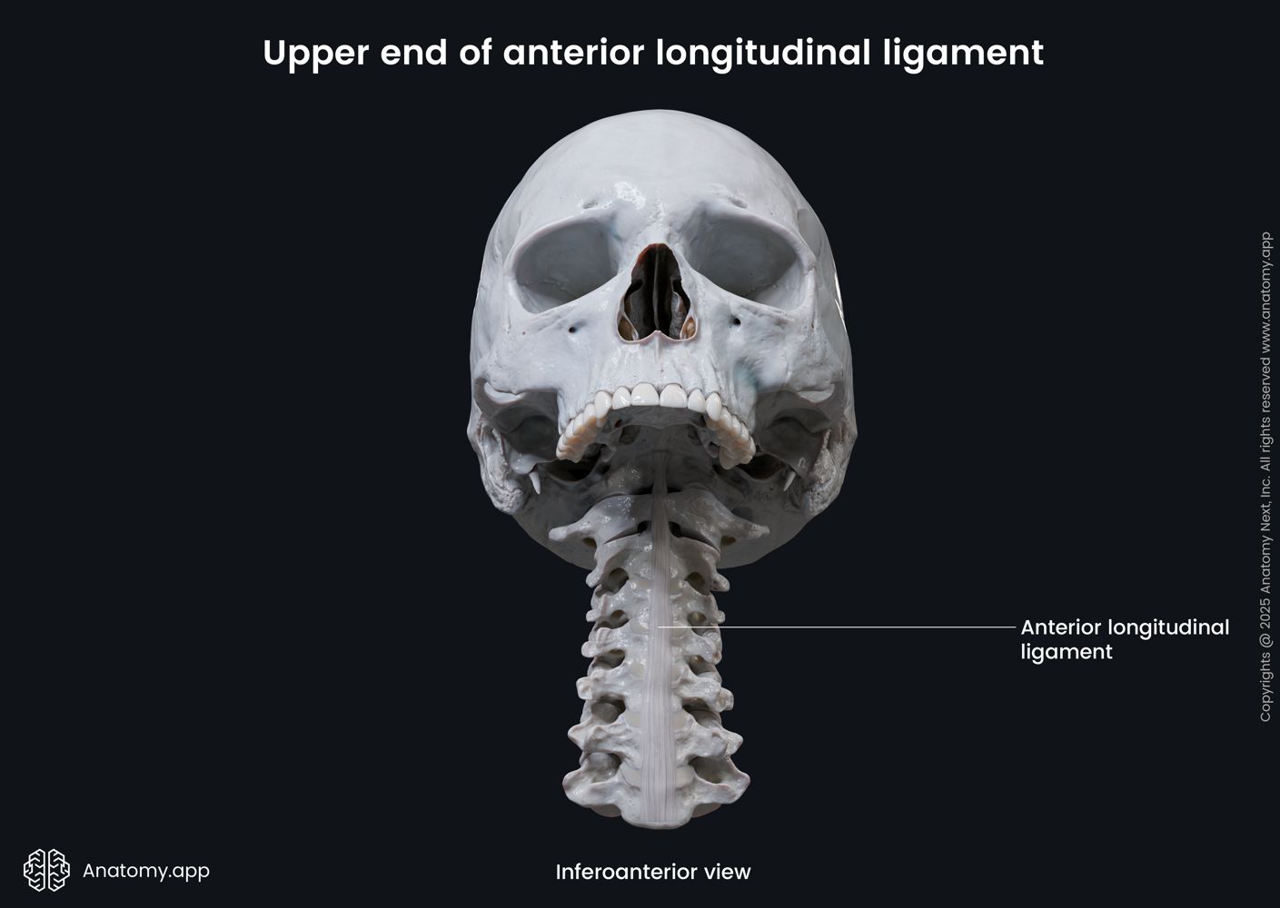 Upper end of anterior longitudinal ligament | Anatomy.app