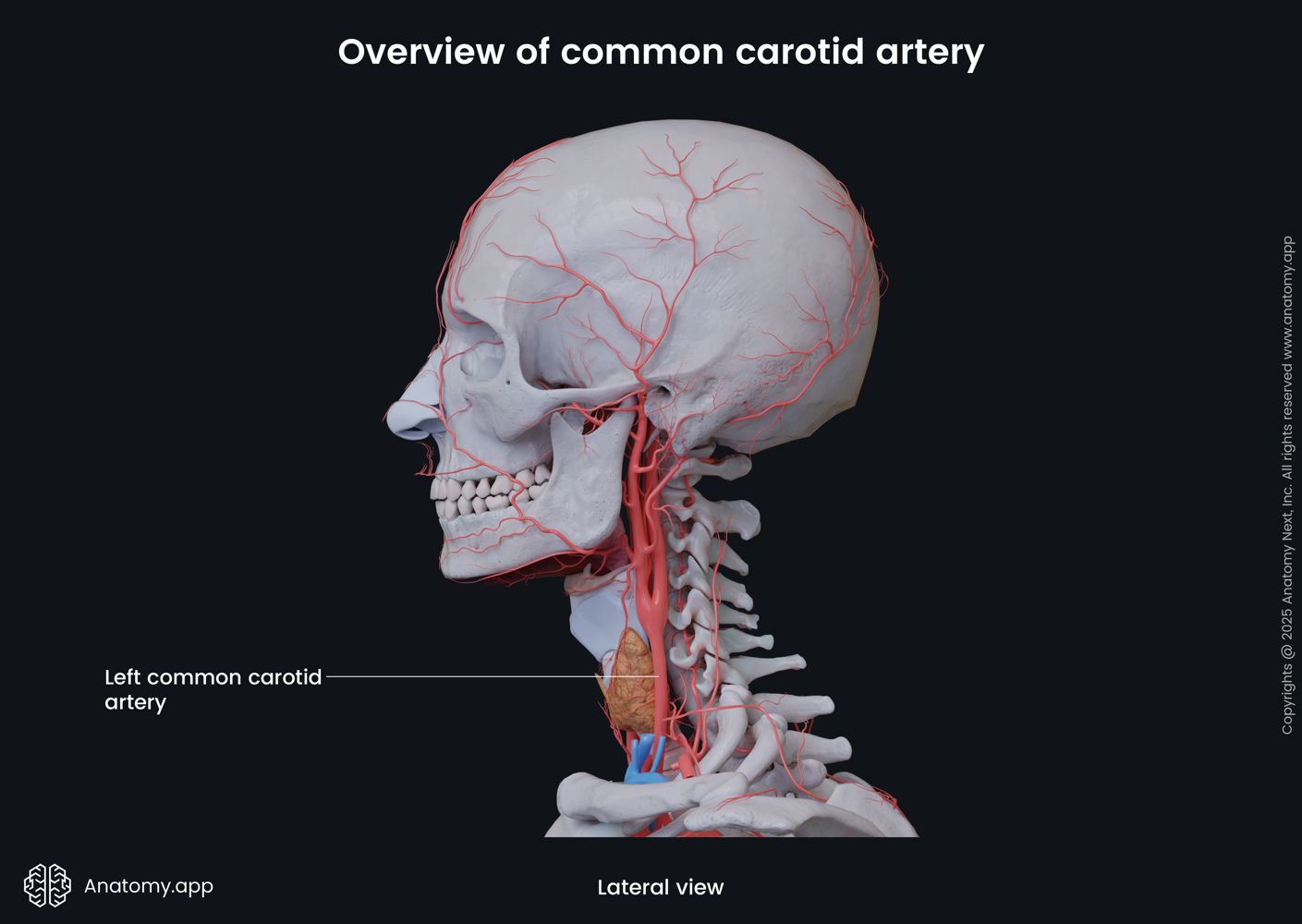 Overview Of Common Carotid Artery Anatomy App
