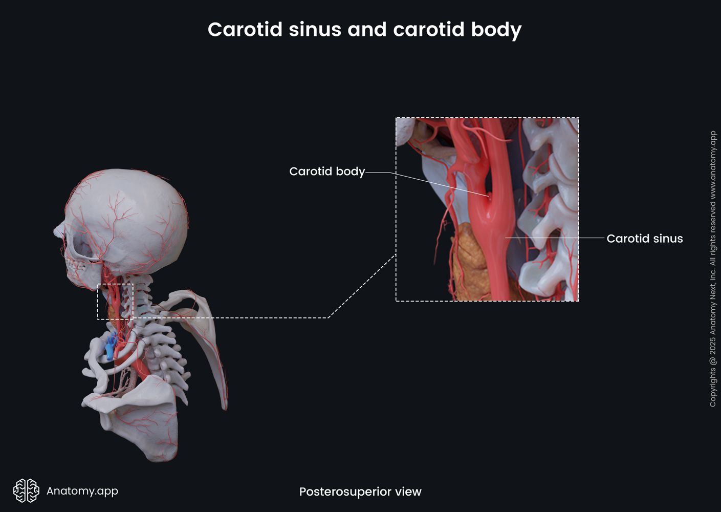 Carotid body and carotid sinus | Anatomy.app