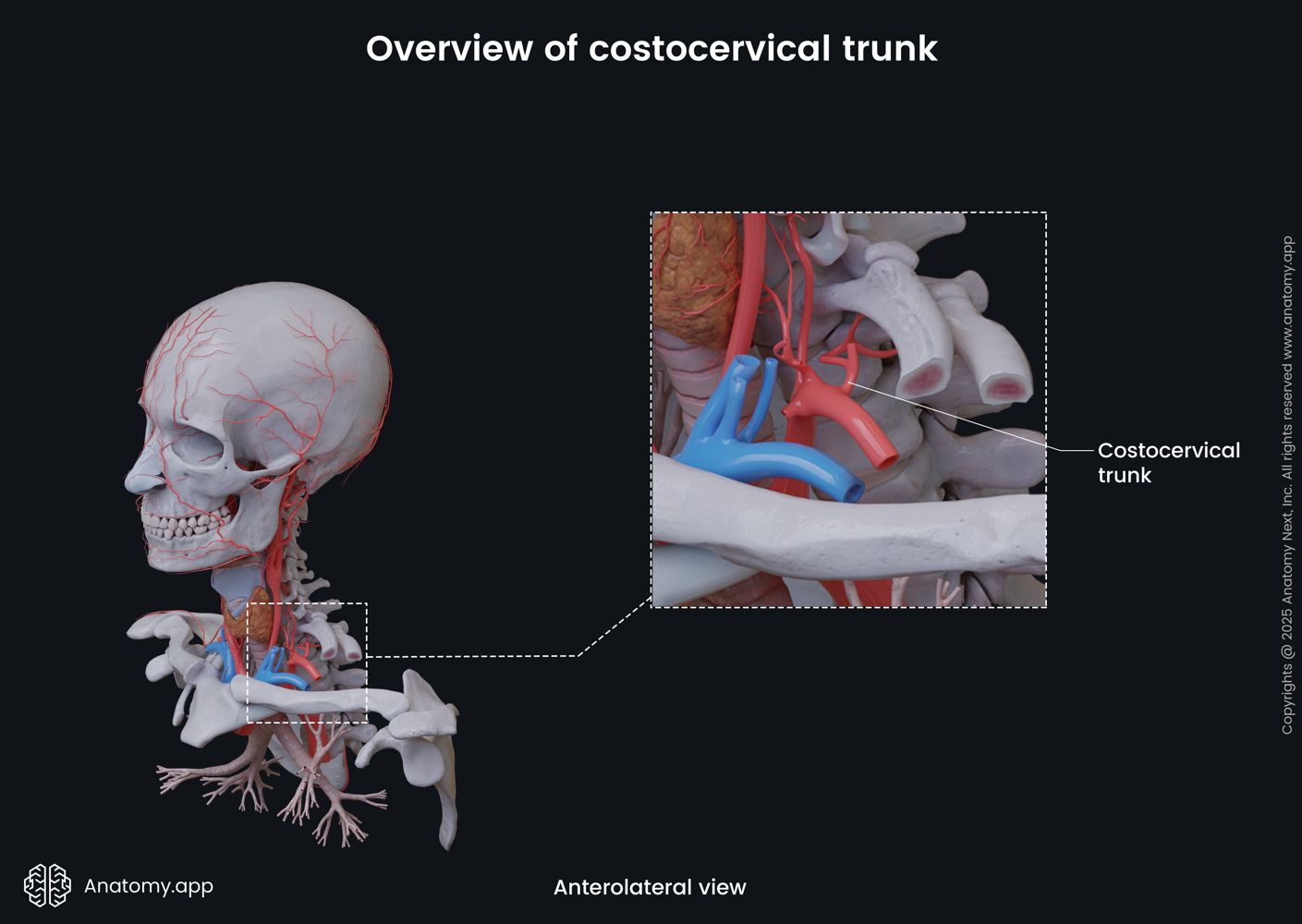 Overview of costocervical trunk | Anatomy.app