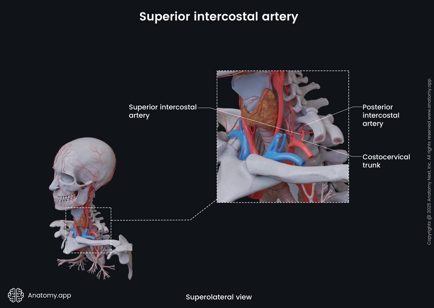 Superior intercostal artery | Anatomy.app