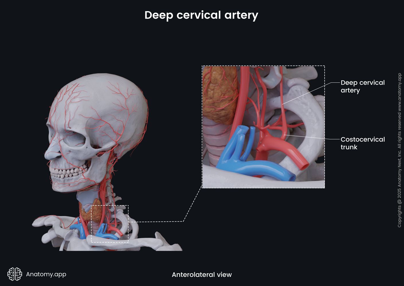 Deep cervical artery | Anatomy.app