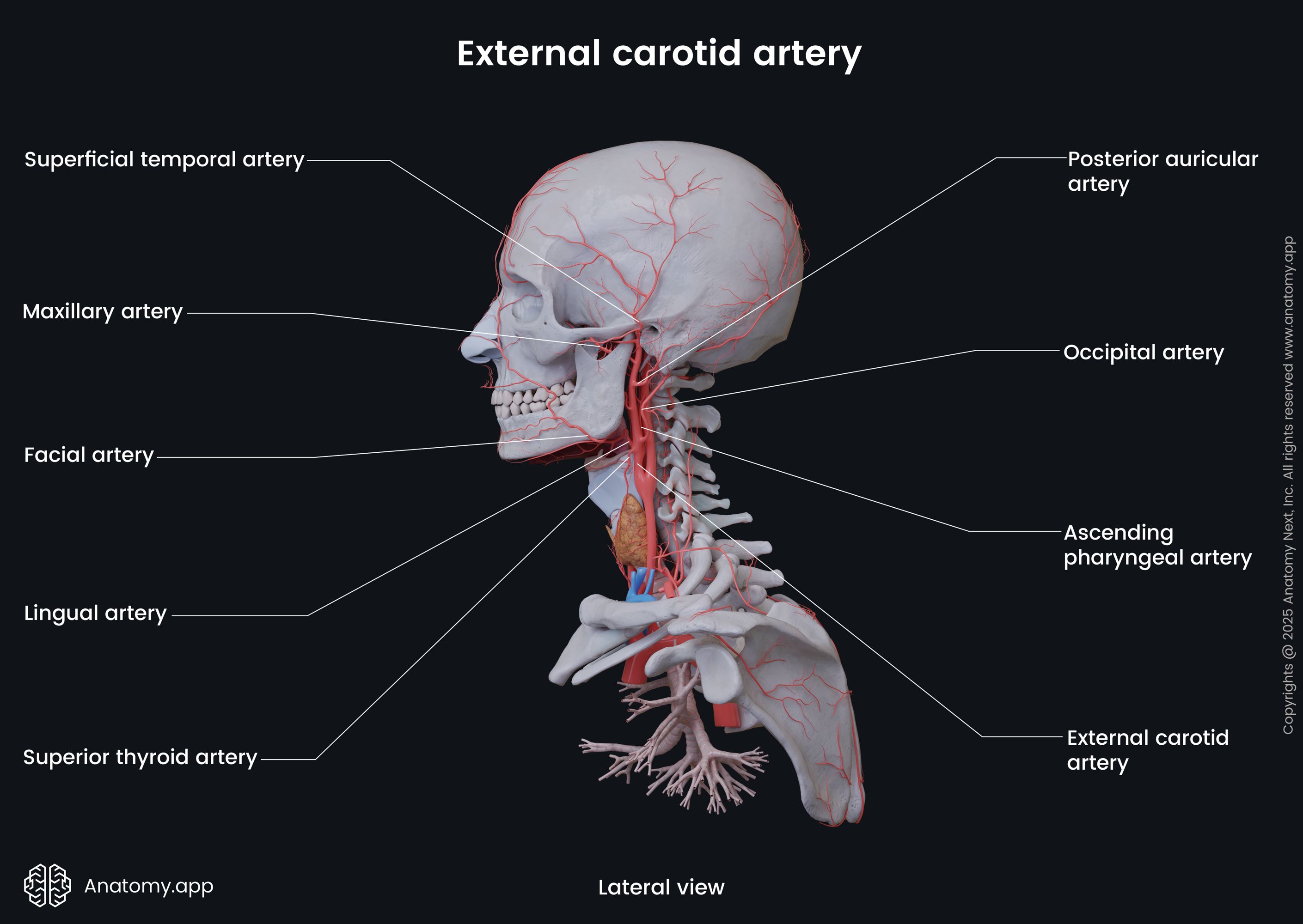 Branches Of Internal Carotid Artery Anatomy Branches Of Internal Carotid Artery Anatomy