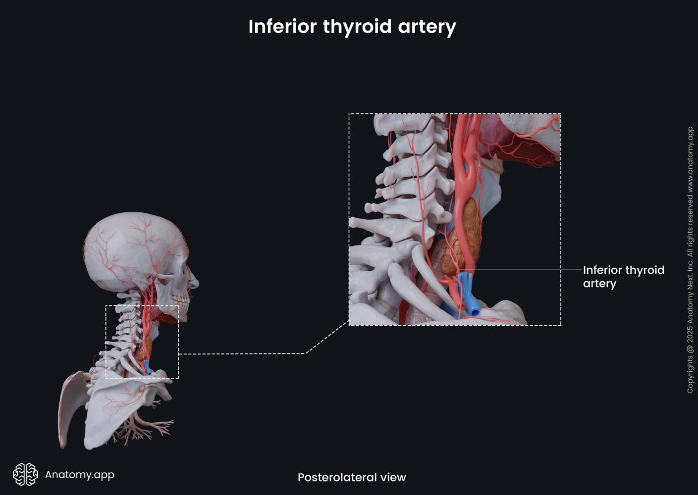 Inferior thyroid artery | Anatomy.app