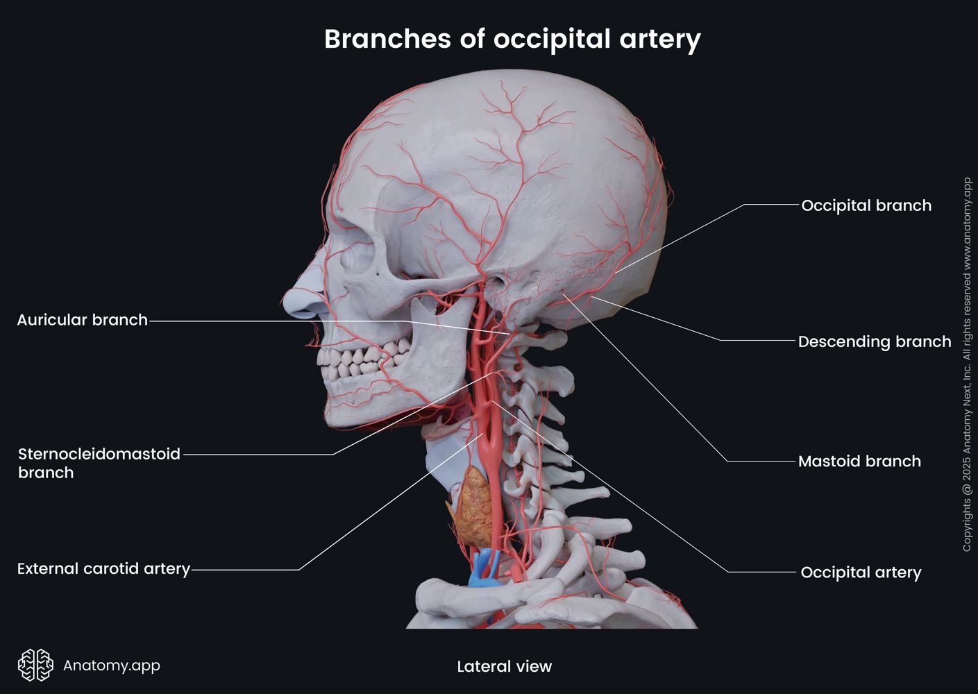 Branches of occipital artery | Anatomy.app