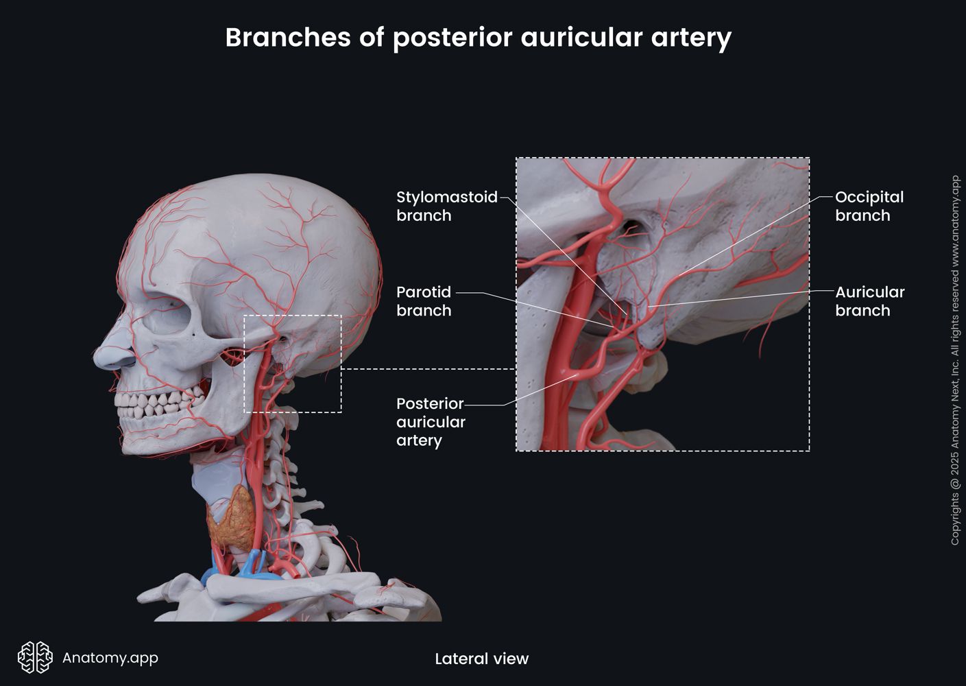 Branches of posterior auricular artery | Anatomy.app