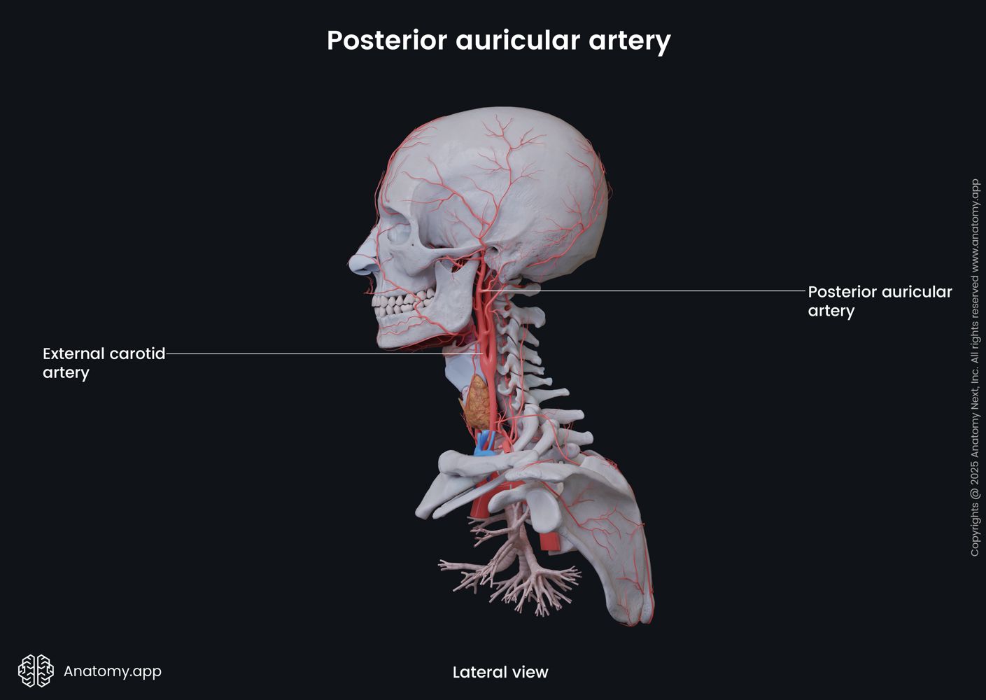 Posterior auricular artery | Anatomy.app