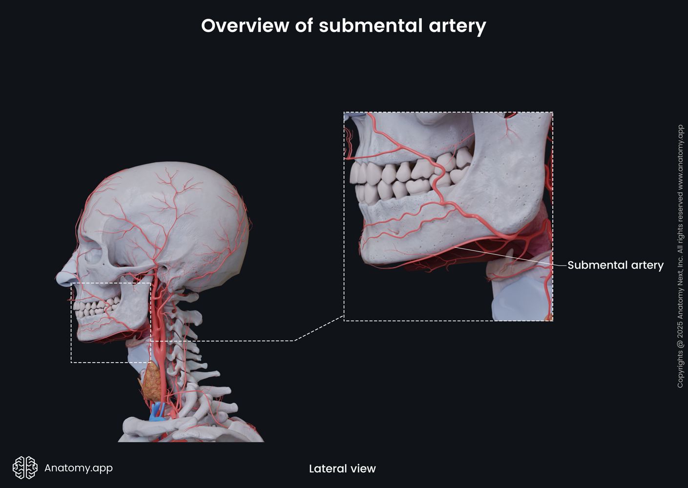 Overview of submental artery | Anatomy.app