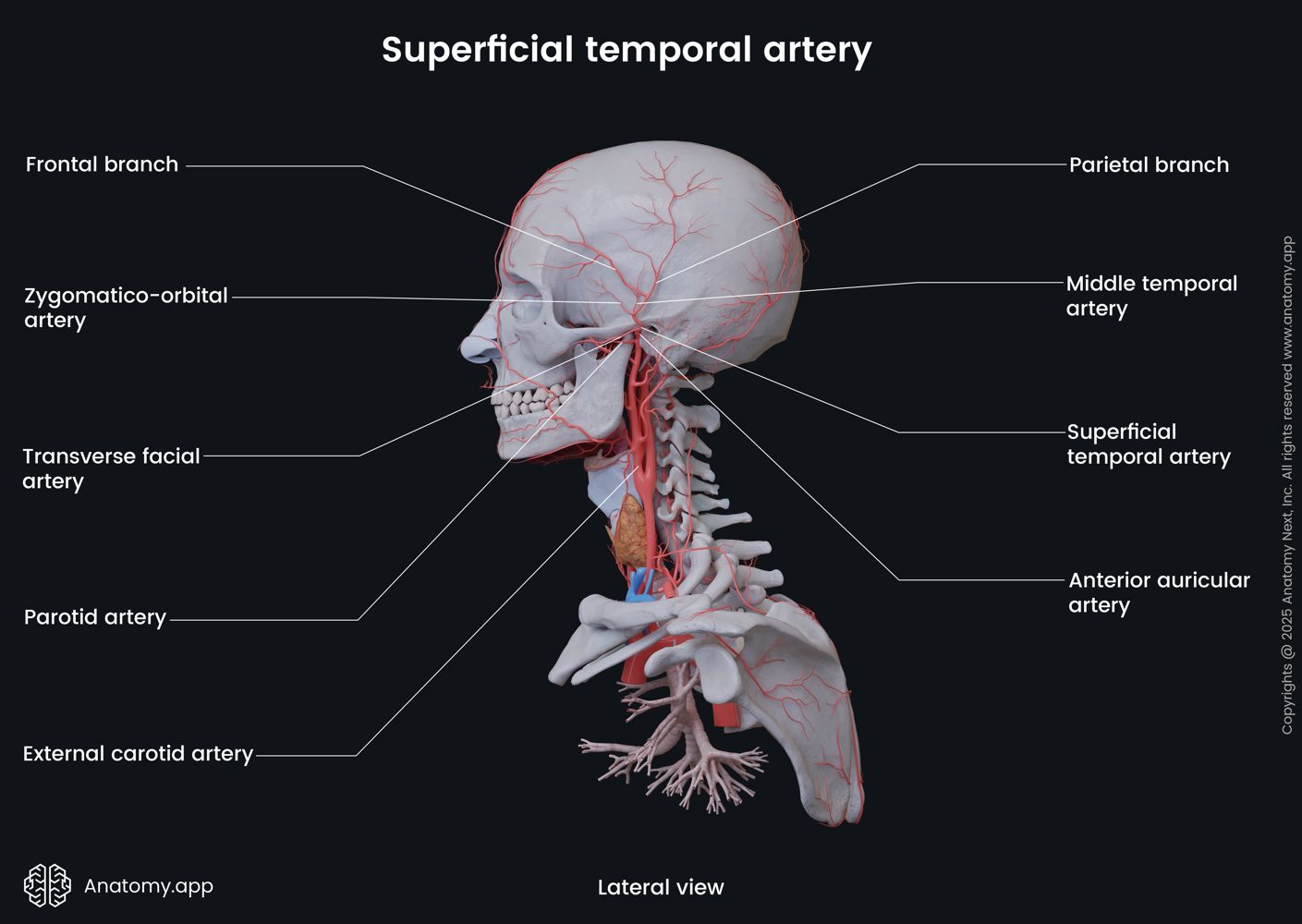 Superficial temporal artery | Anatomy.app