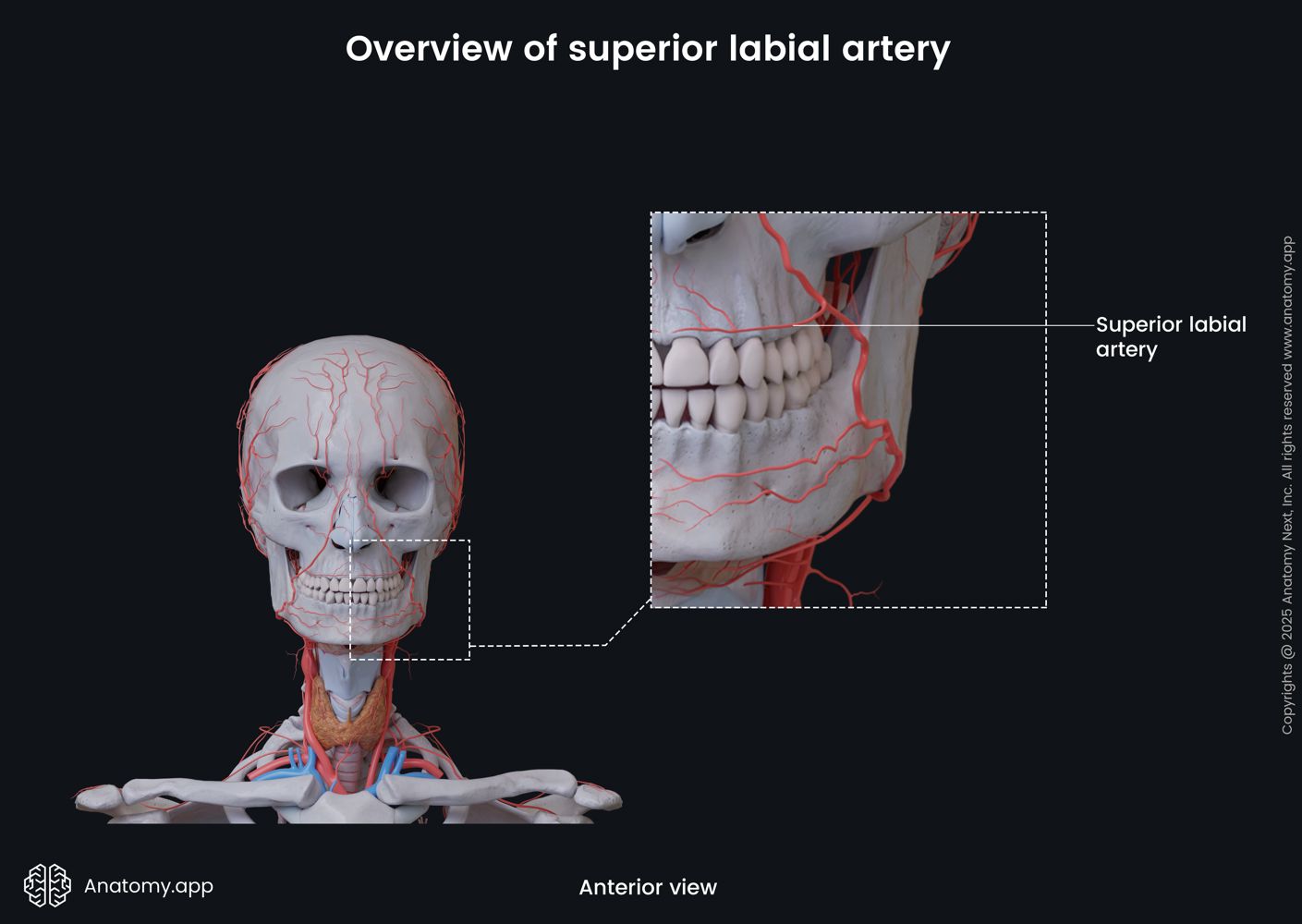 Overview of superior labial artery | Anatomy.app