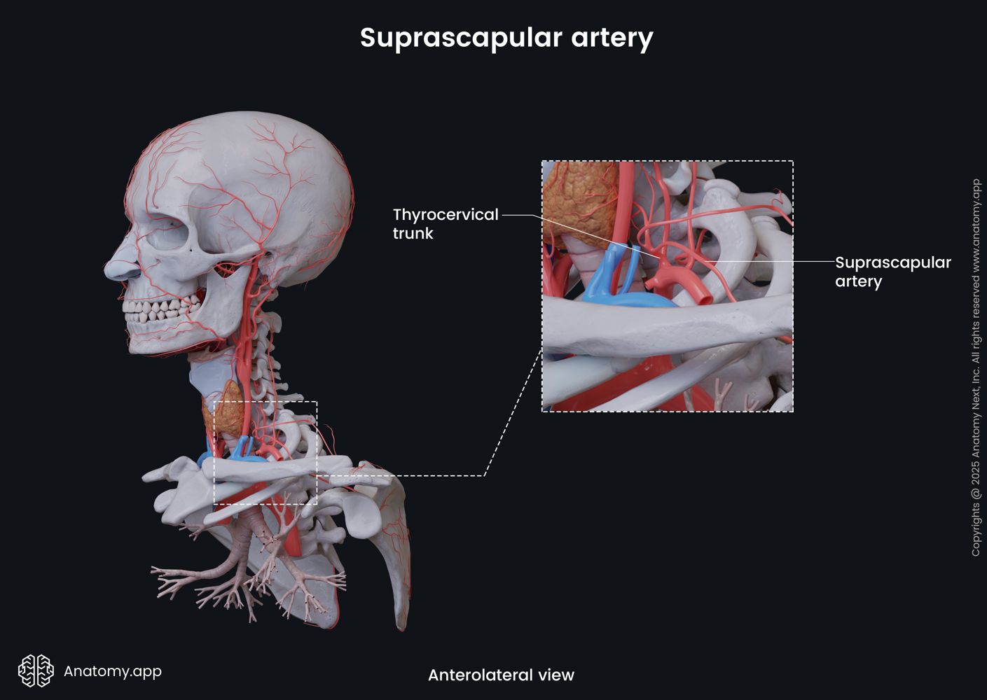Suprascapular artery | Anatomy.app