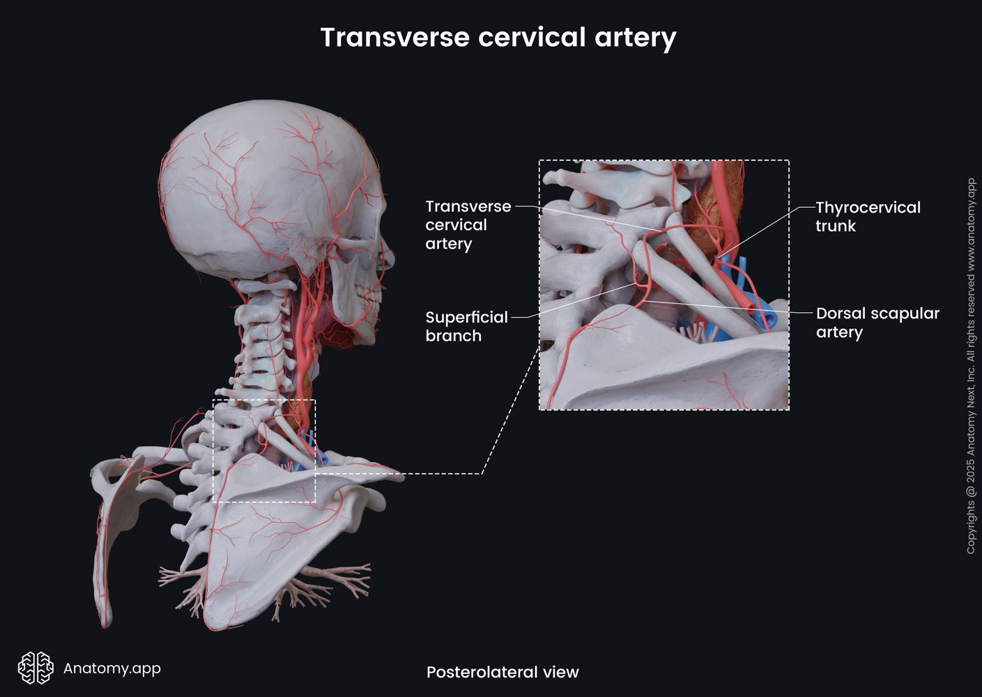 Transverse cervical artery | Anatomy.app