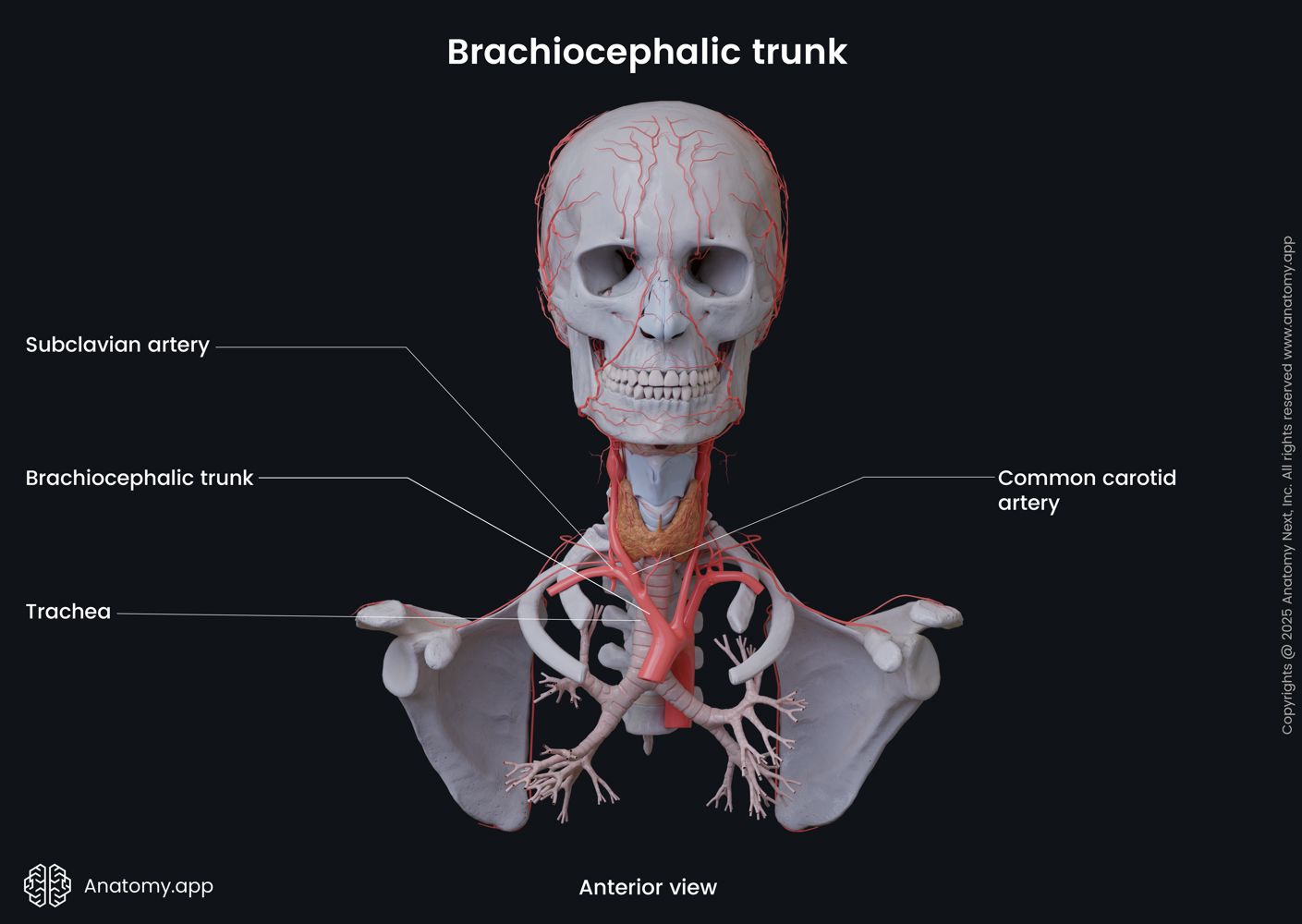 Brachiocephalic trunk | Anatomy.app