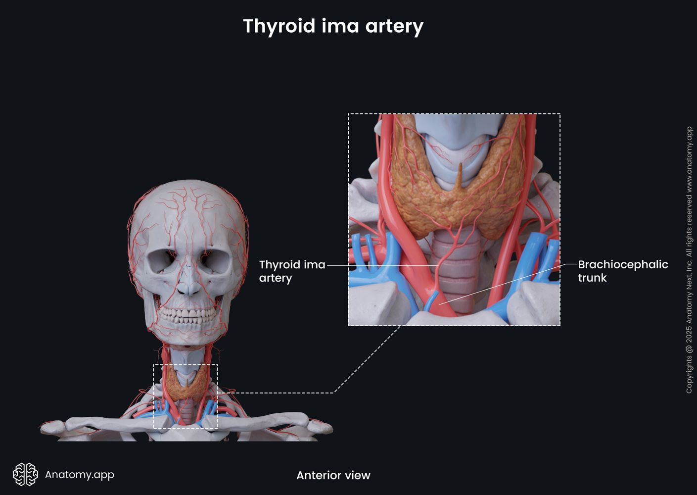 Thyroid ima artery | Anatomy.app