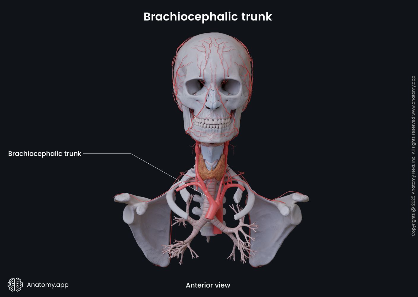 Brachiocephalic trunk | Anatomy.app
