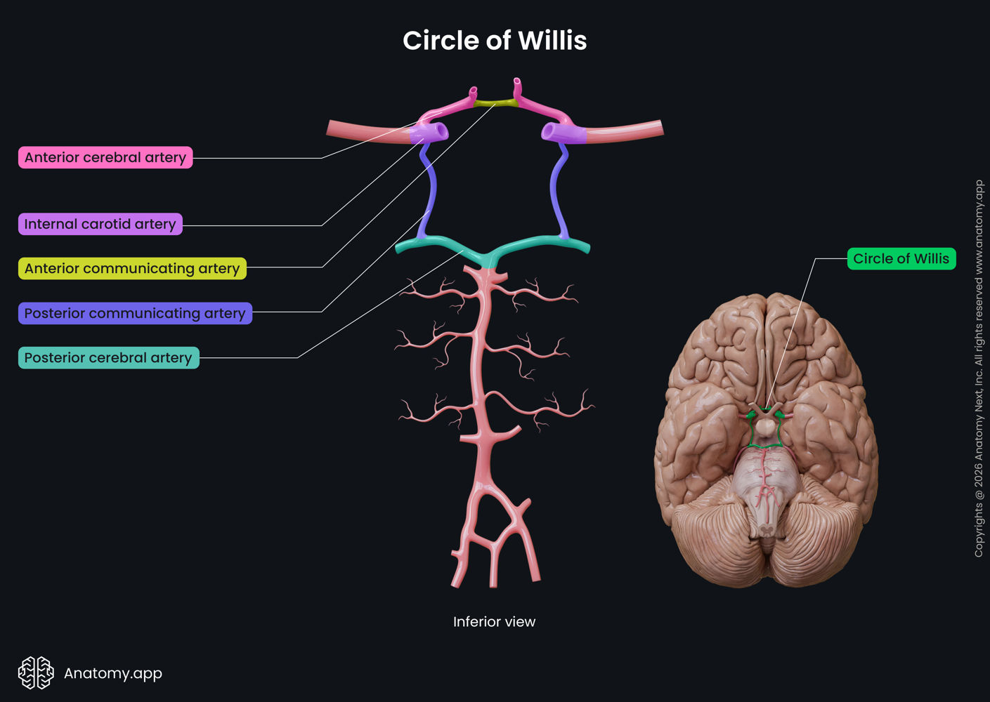 Circle of Willis | Anatomy.app